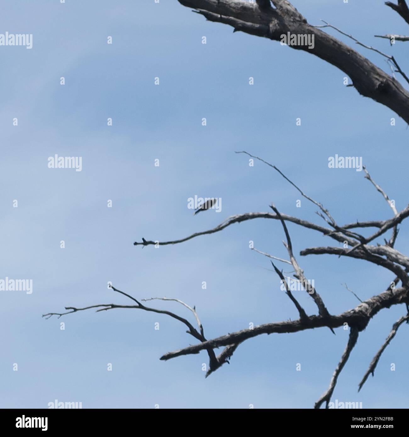 Dusky Woodswallow (Artamus cyanopterus Stock Photo - Alamy