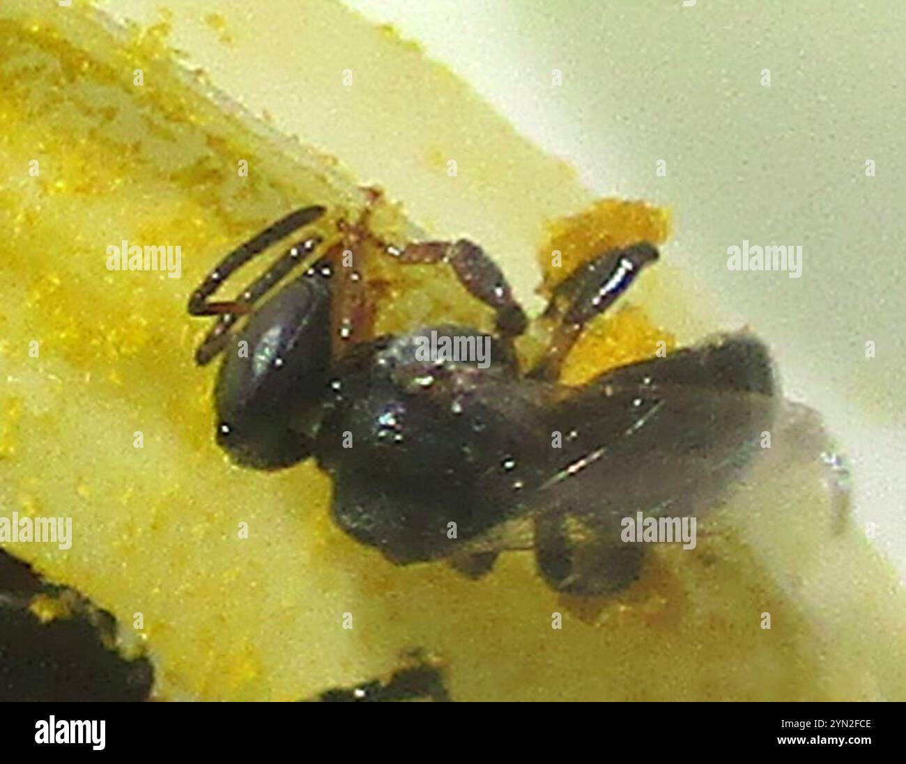 Stingless Bees (Meliponini Stock Photo - Alamy