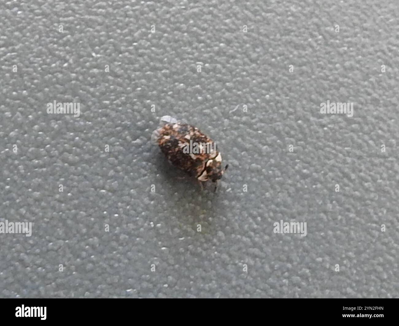 Museum Beetle (Anthrenus museorum Stock Photo - Alamy