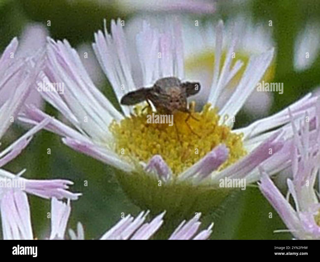 Eutreta hi-res stock photography and images - Alamy