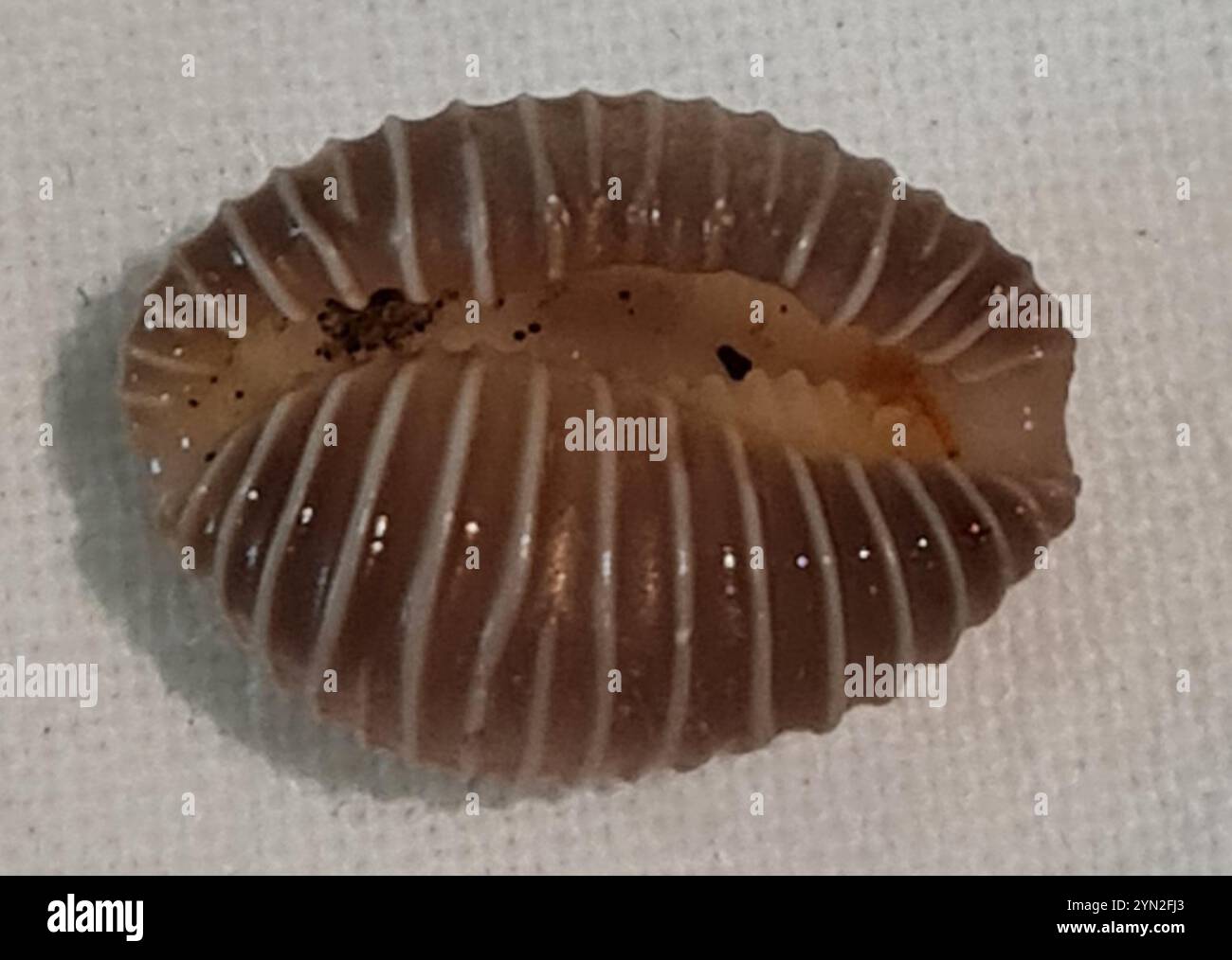 Coffeebean Trivia (Pusula pediculus Stock Photo - Alamy