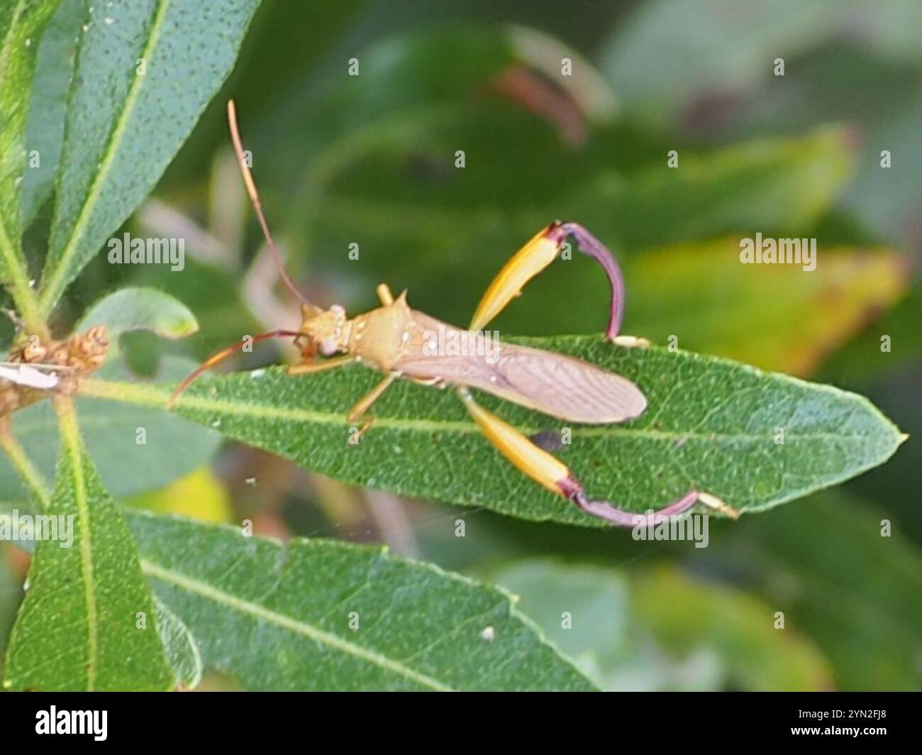 Hyalymenus hi-res stock photography and images - Alamy