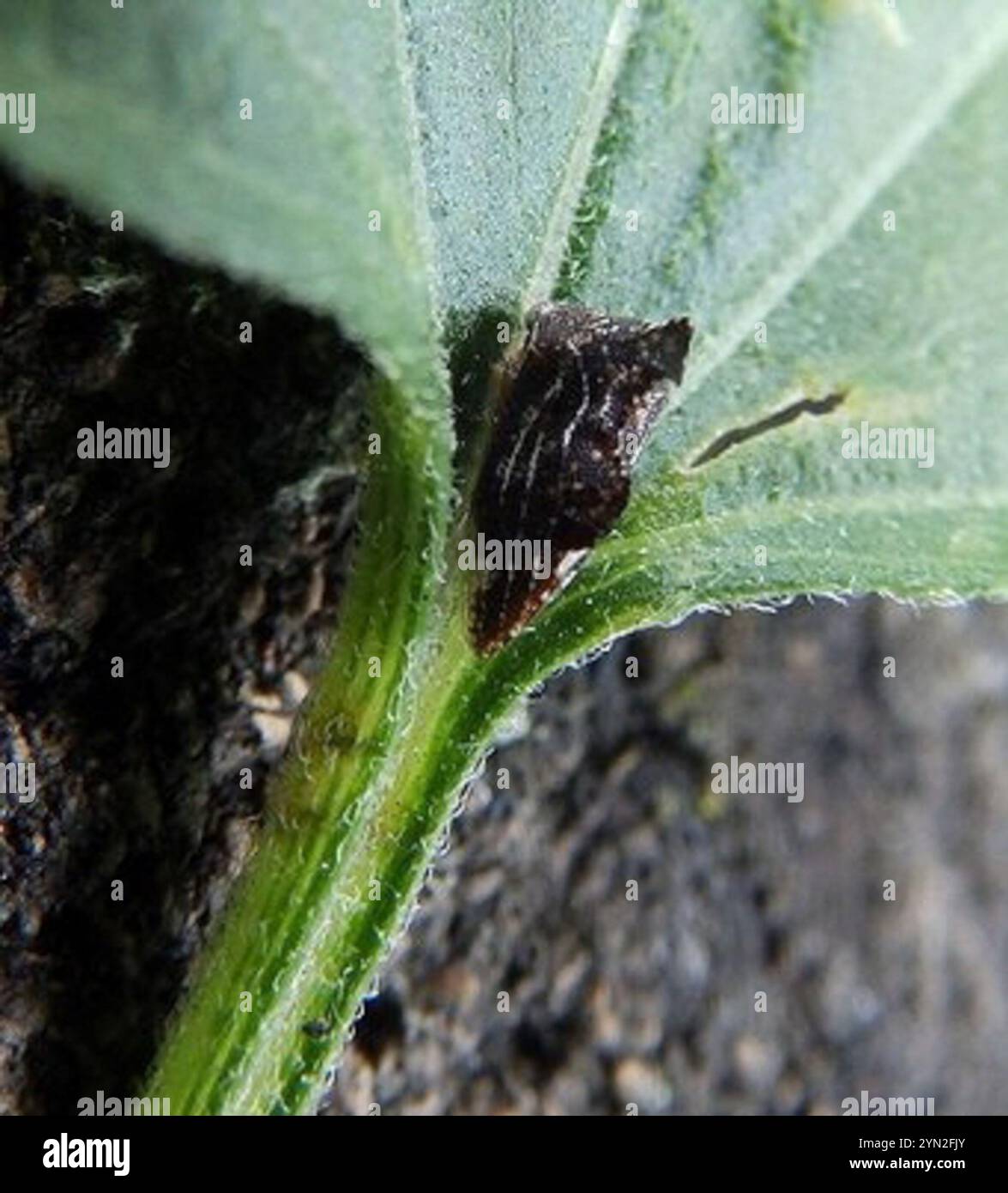 Keeled treehopper hi-res stock photography and images - Alamy