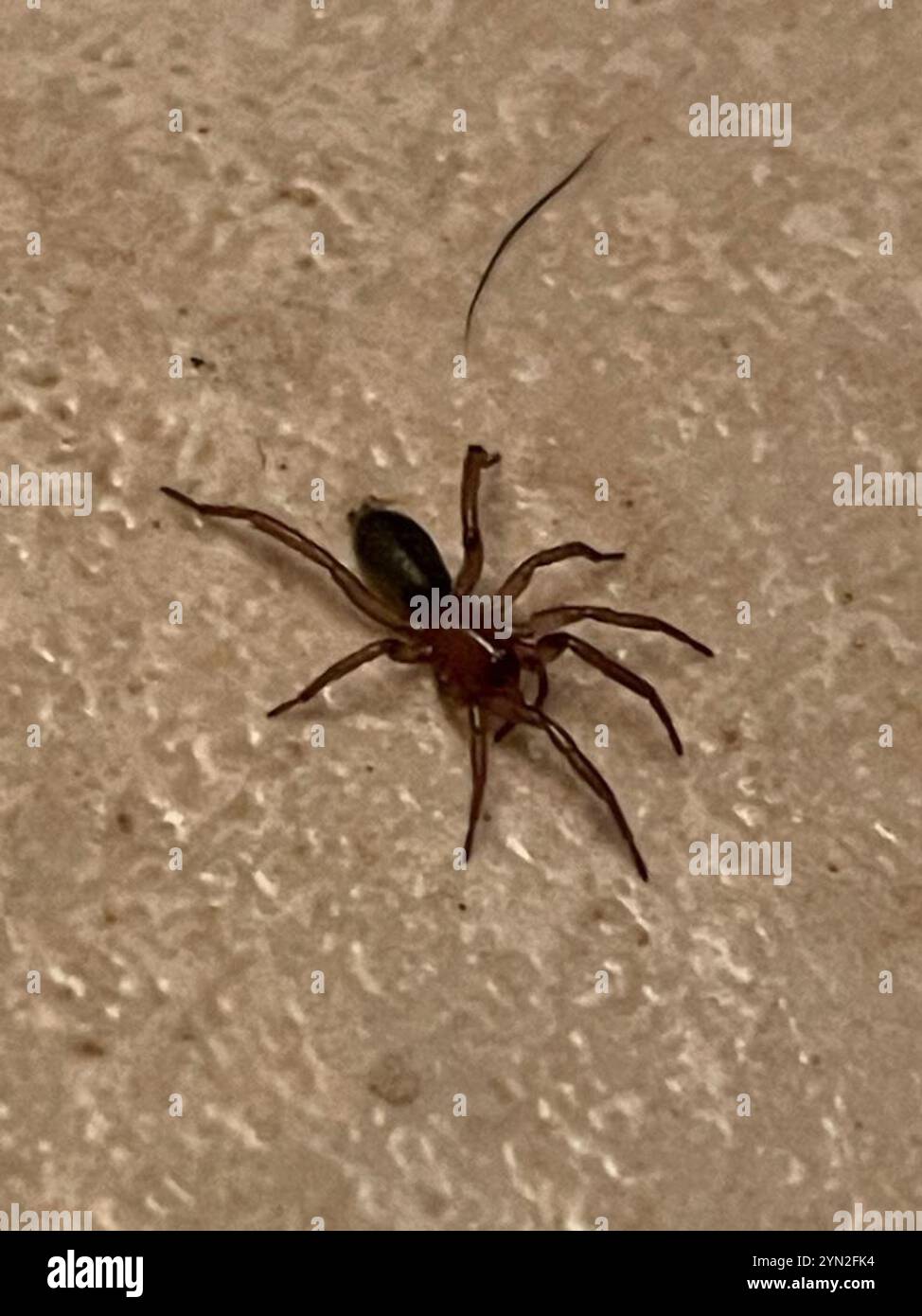 Stealthy Ground Spiders (Gnaphosidae Stock Photo - Alamy