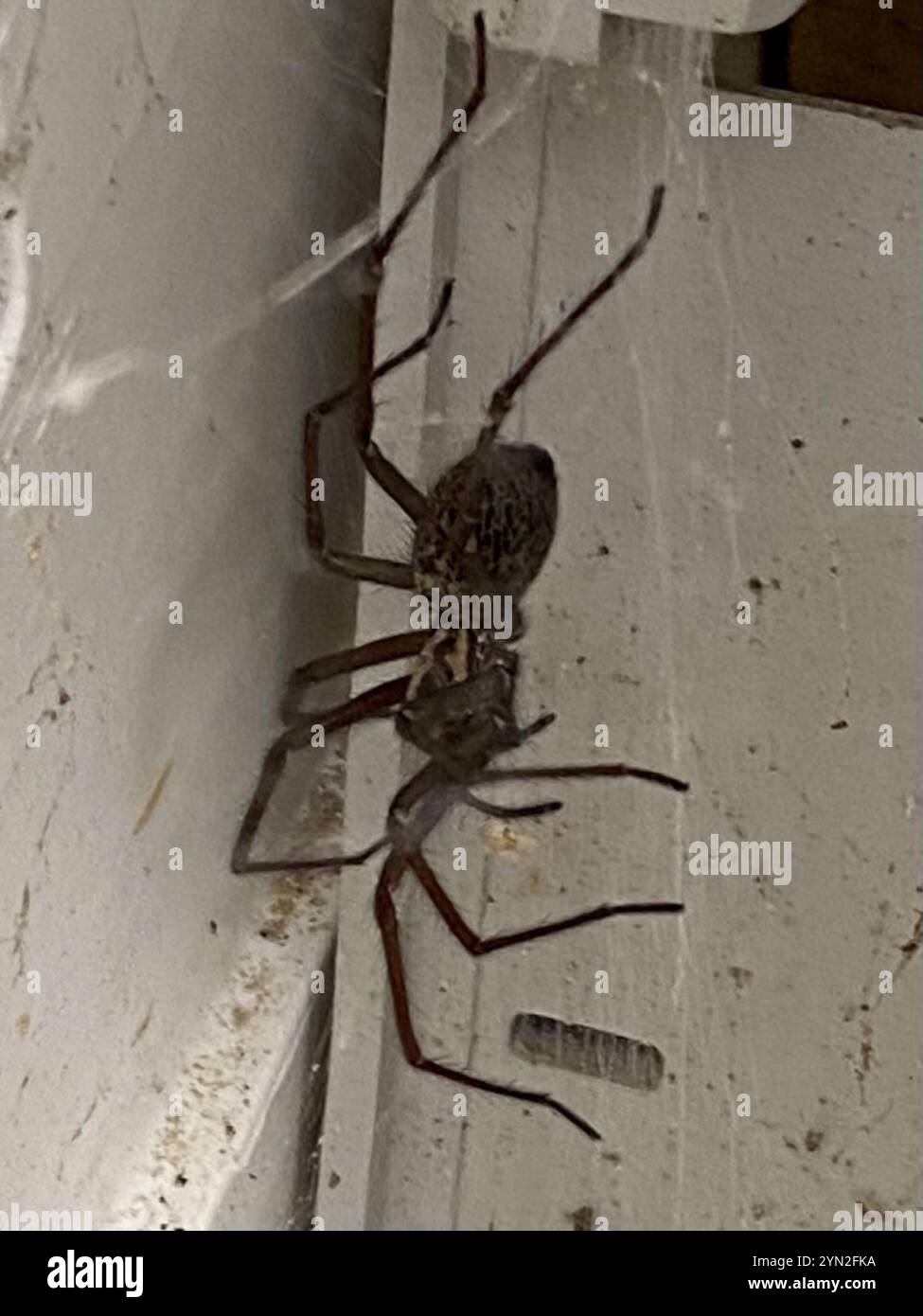 Giant House Spider (Eratigena duellica Stock Photo - Alamy