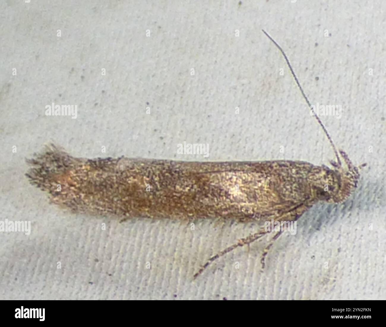 Goldenrod Elliptical-Gall Moth (Gnorimoschema gallaesolidaginis Stock ...