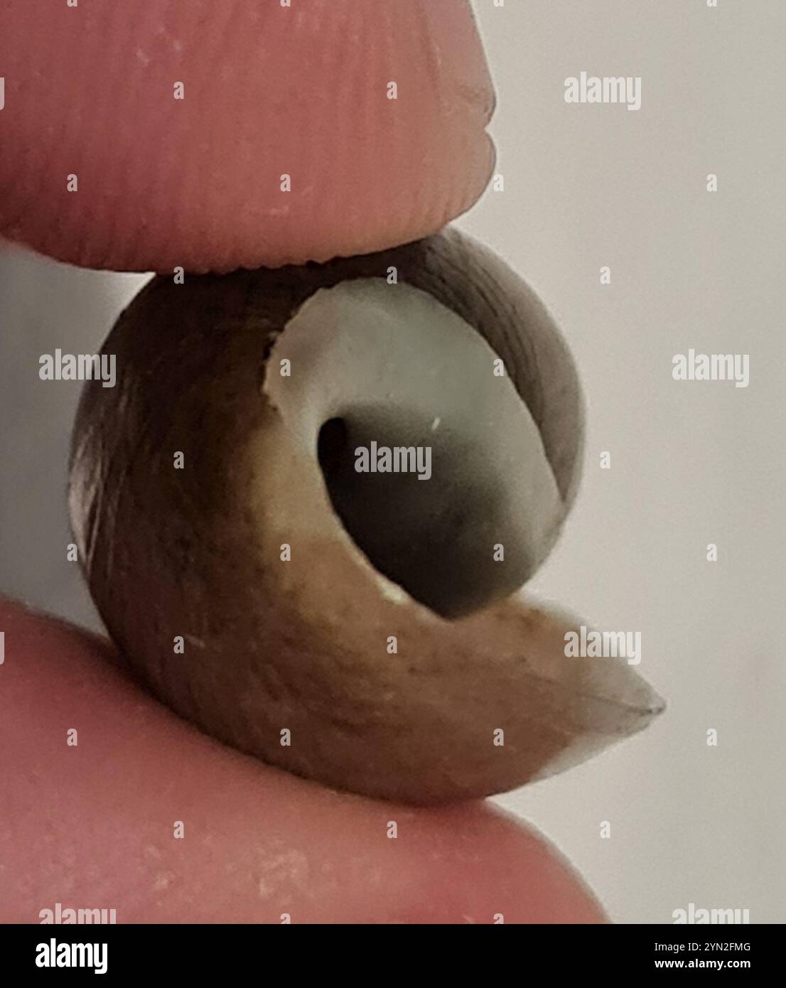 Common West Indian Bubble (Bulla occidentalis Stock Photo - Alamy