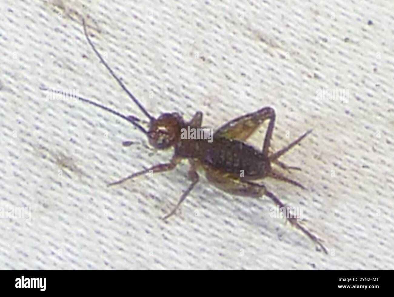 Small Ground Crickets (Neonemobius Stock Photo - Alamy