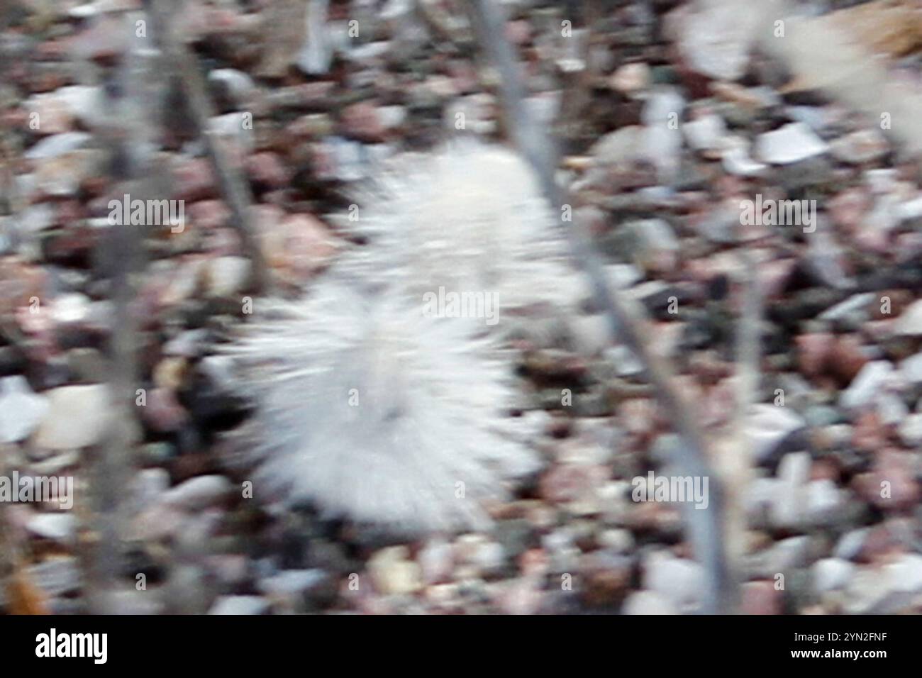 Thistledown Velvet Ant (Dasymutilla gloriosa Stock Photo - Alamy