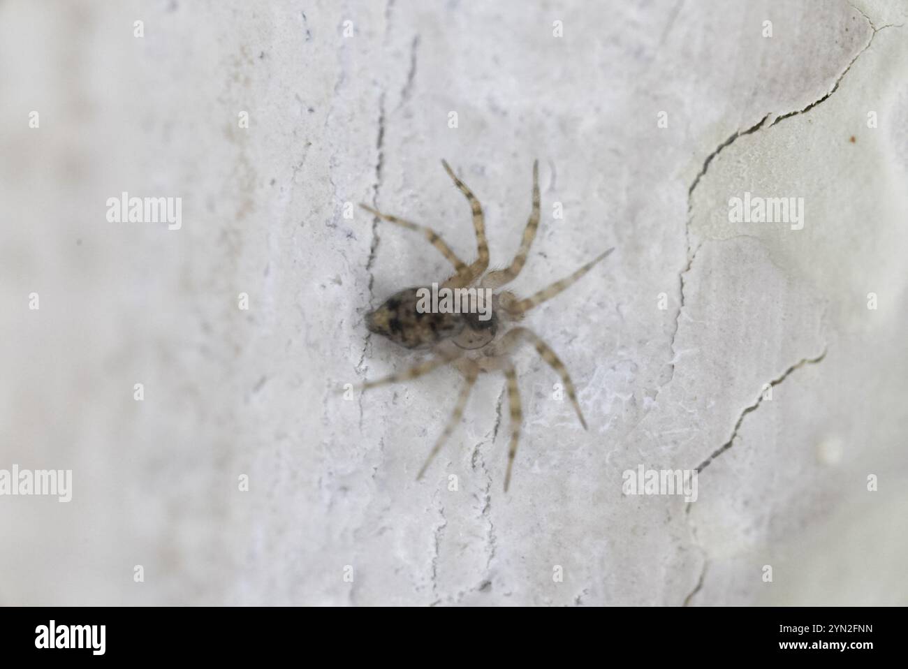 Wall Spiders (Oecobius Stock Photo - Alamy
