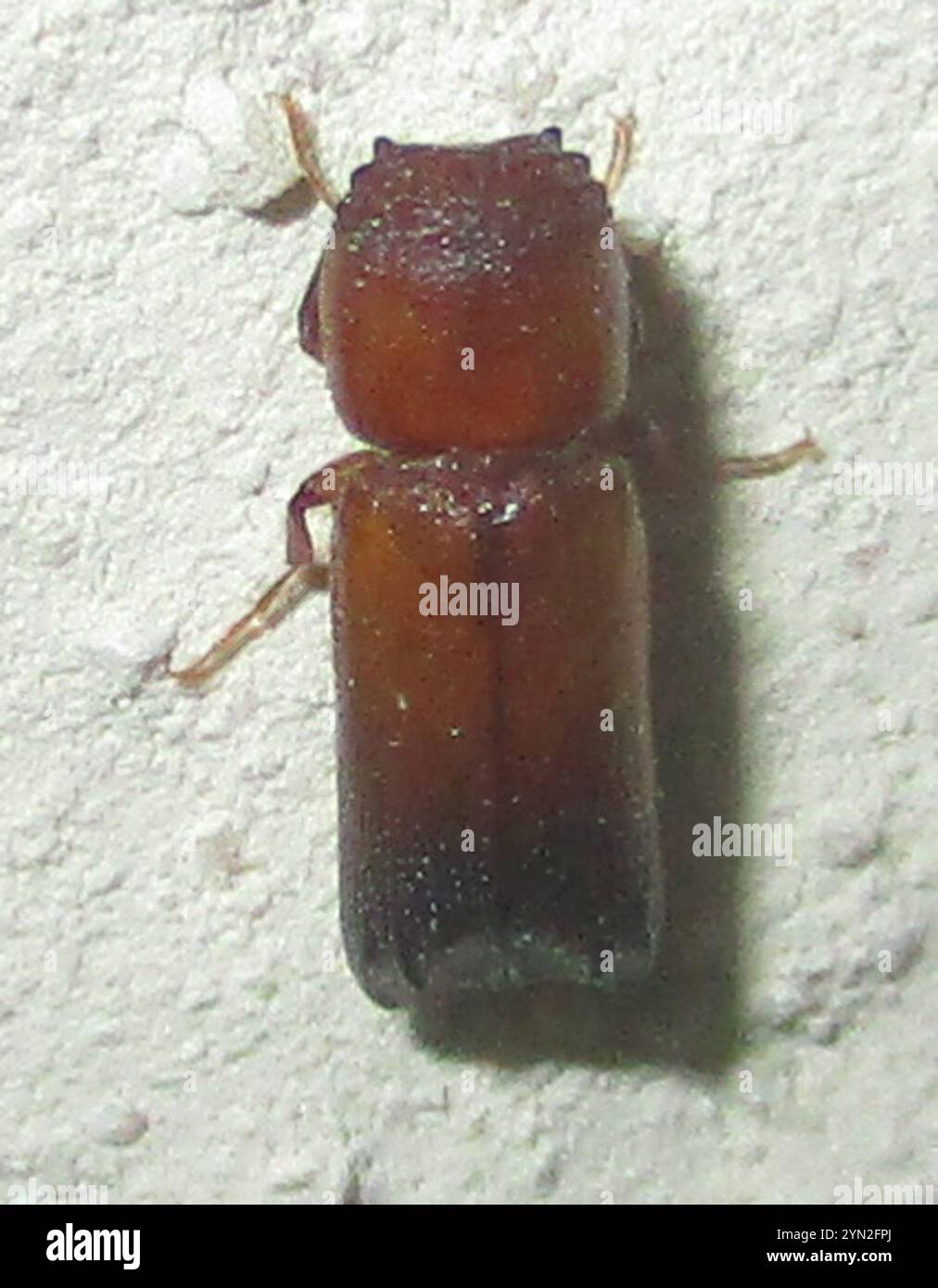 Auger Beetles (Bostrichidae Stock Photo - Alamy