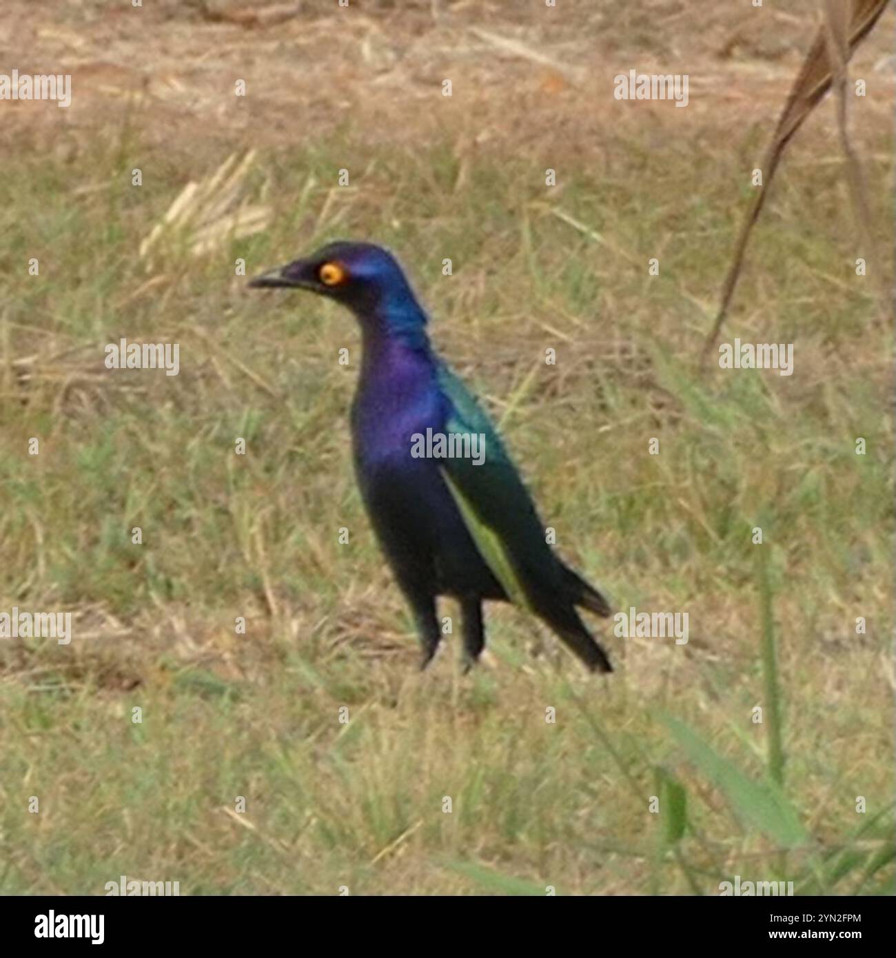 Purple Starling (Lamprotornis purpureus Stock Photo - Alamy