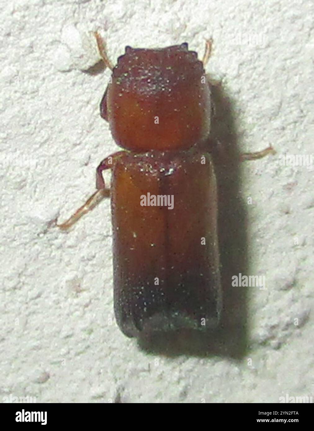 Auger Beetles (Bostrichidae Stock Photo - Alamy