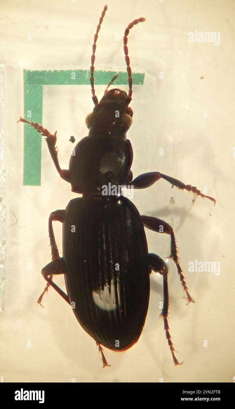 Sad ground beetle (Rhytisternus miser Stock Photo - Alamy