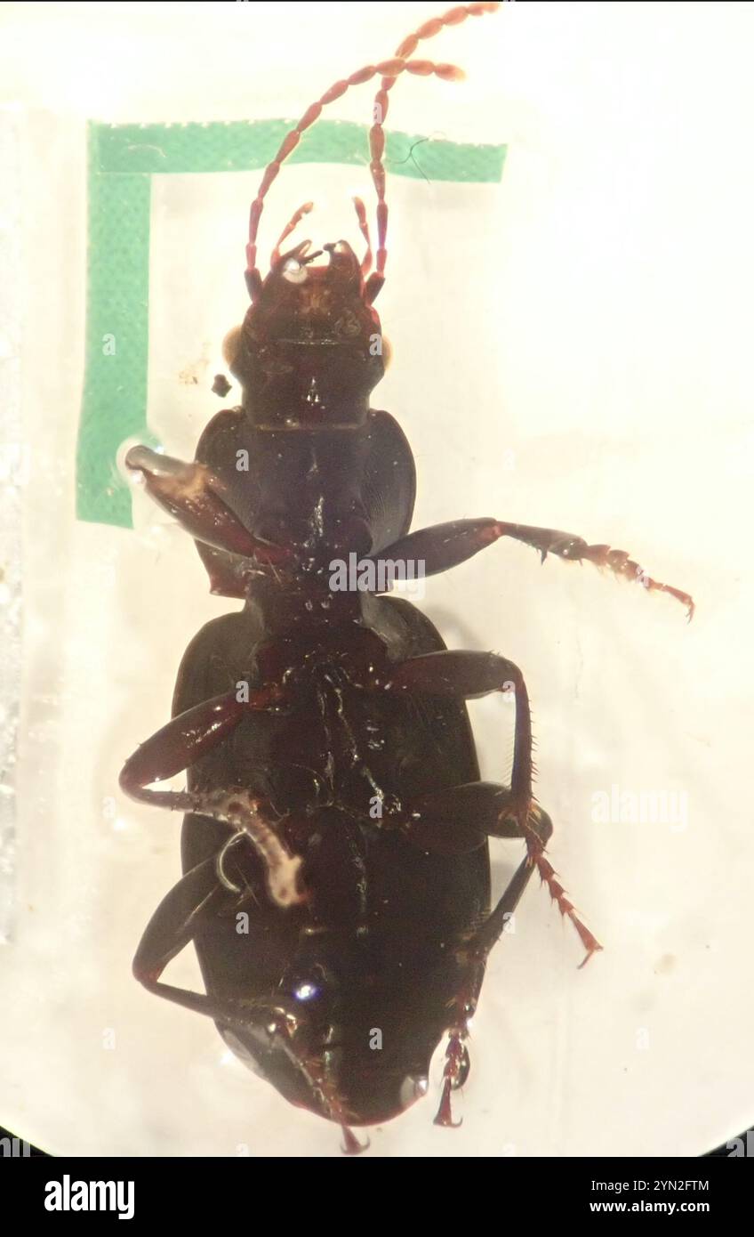 Sad ground beetle (Rhytisternus miser Stock Photo - Alamy