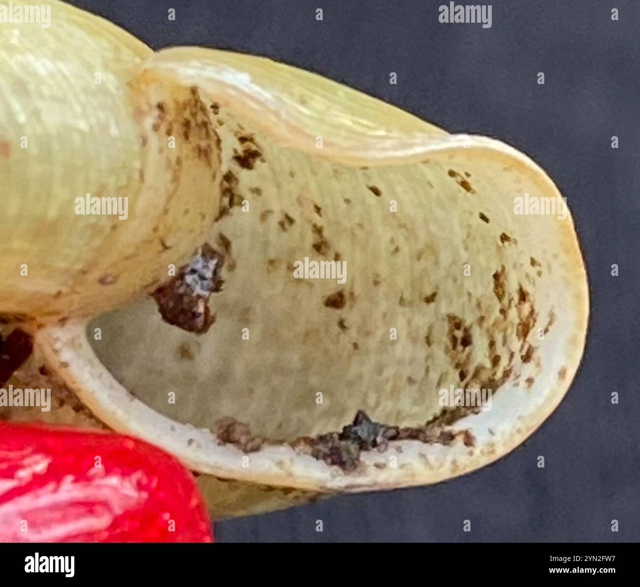 Beaded Lancetooth Snail (Ancotrema sportella Stock Photo - Alamy