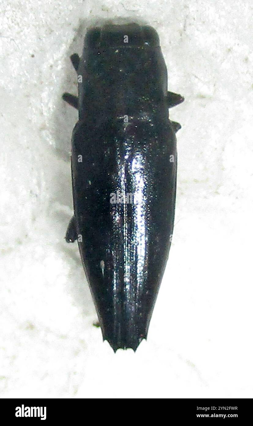 Sphenoptera hi-res stock photography and images - Alamy