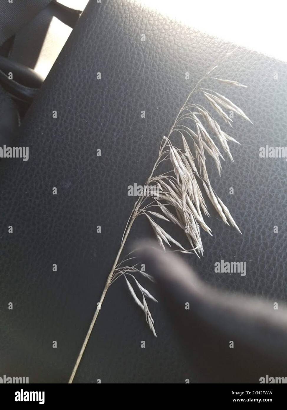 Smooth brome hi-res stock photography and images - Alamy