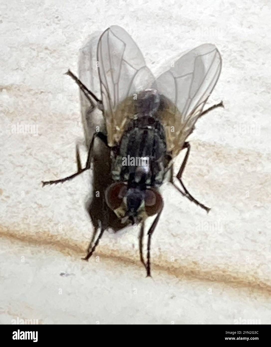 Common House Fly (Musca domestica Stock Photo - Alamy
