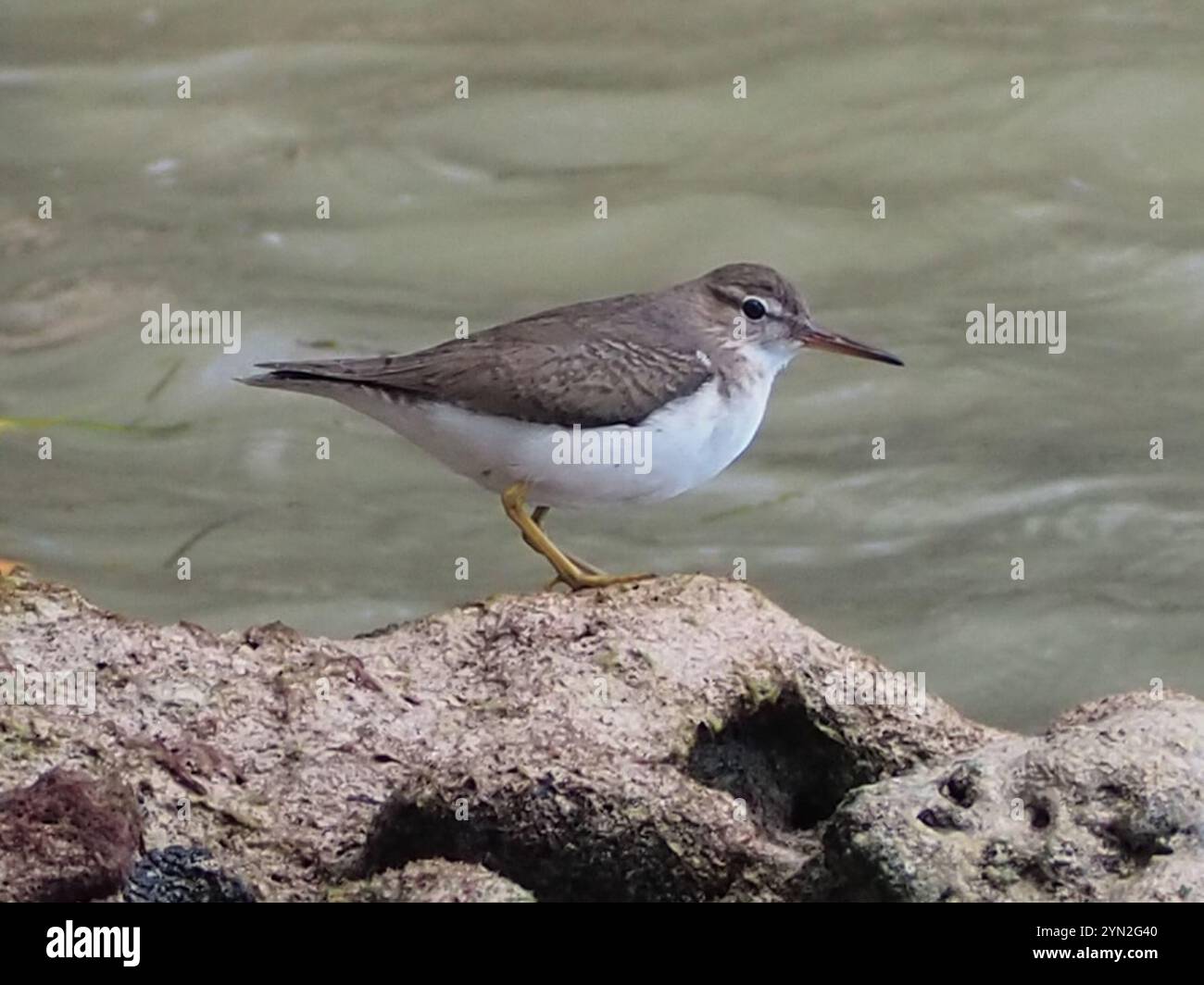 Spotted Sandpiper (Actitis macularius Stock Photo - Alamy