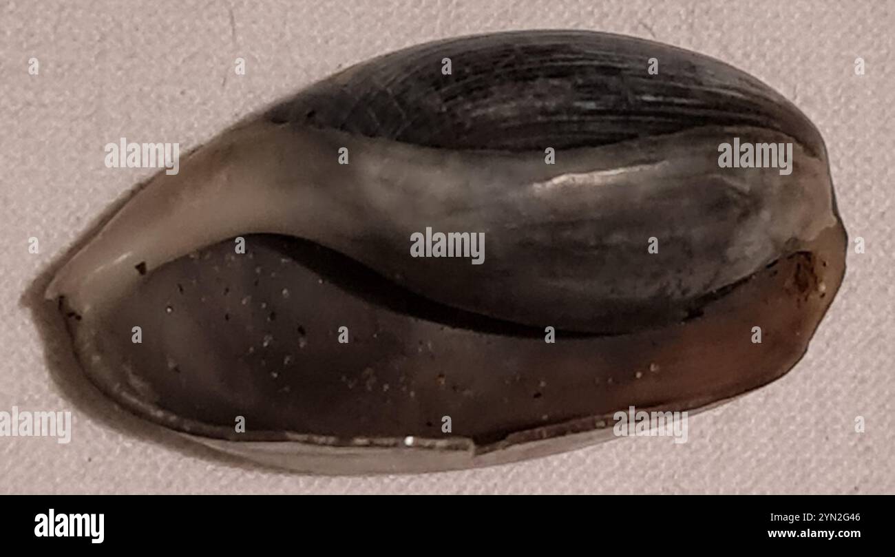 Common West Indian Bubble (Bulla occidentalis Stock Photo - Alamy