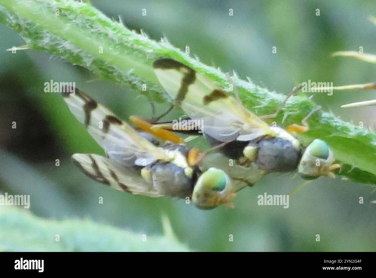 Bull Thistle Gall Fly (Urophora stylata Stock Photo - Alamy
