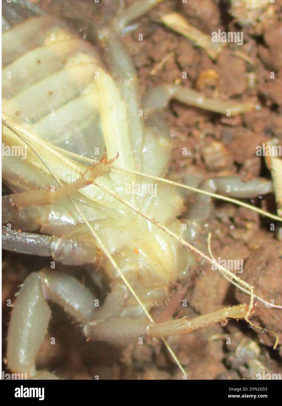 Parabuthus transvaalicus hi-res stock photography and images - Alamy