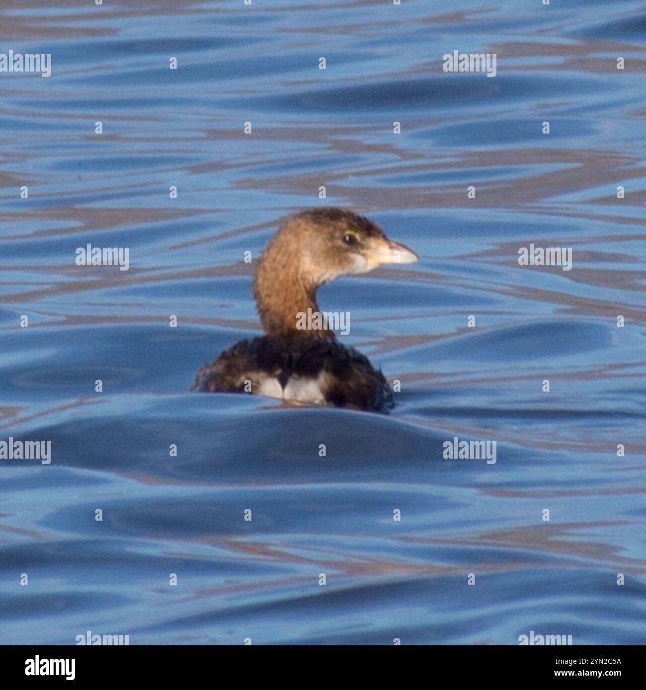 Pied-billed Grebe (Podilymbus podiceps Stock Photo - Alamy