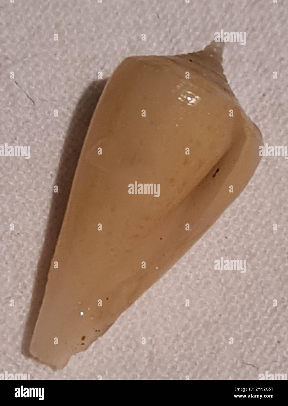 Cone Snails (Conidae Stock Photo - Alamy