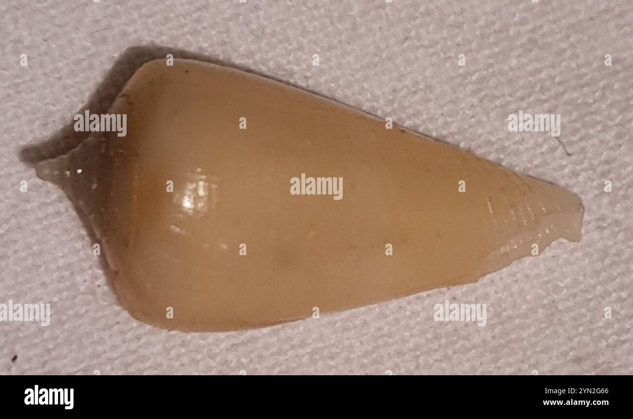 Cone Snails (Conidae Stock Photo - Alamy