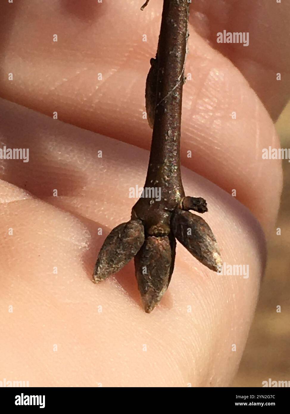 water oak (Quercus nigra Stock Photo - Alamy
