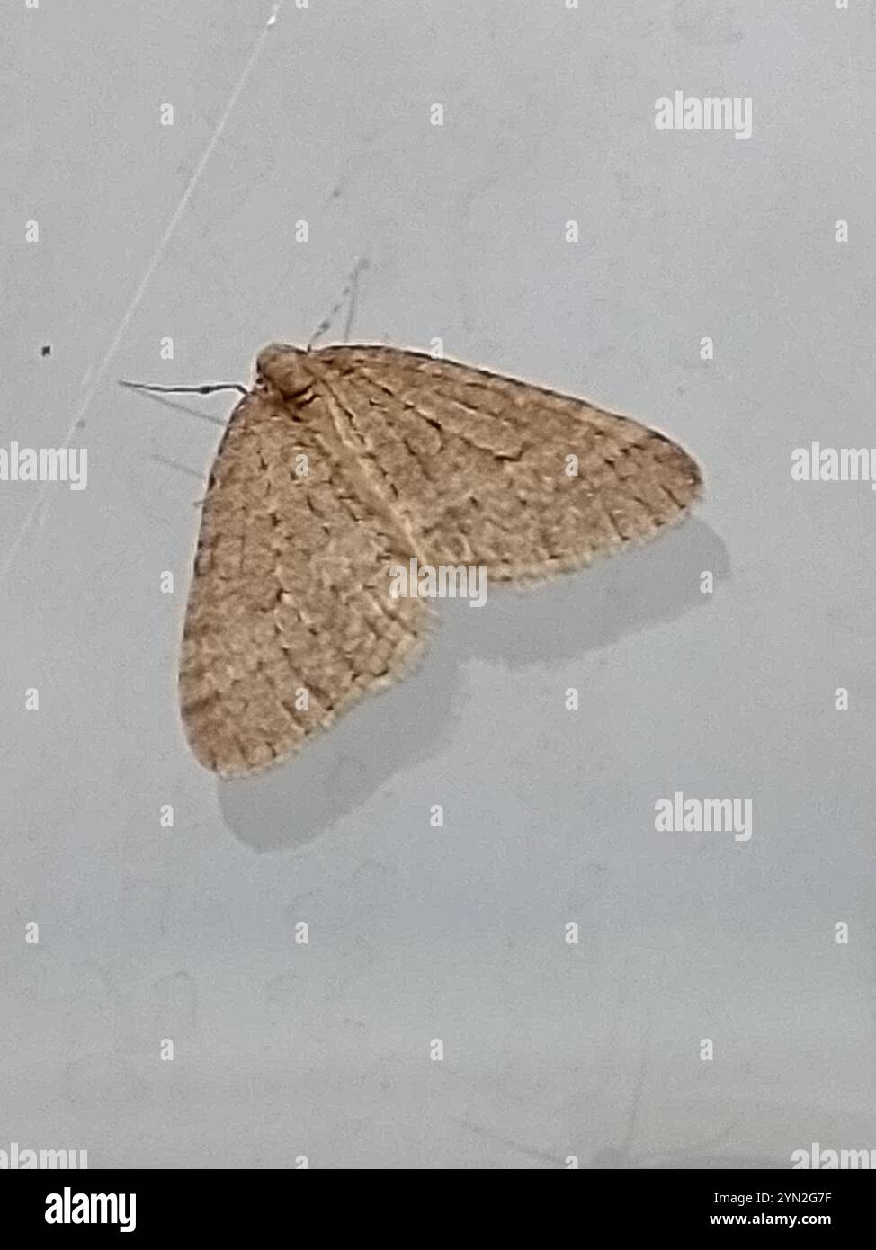 Winter Moth (Operophtera brumata Stock Photo - Alamy