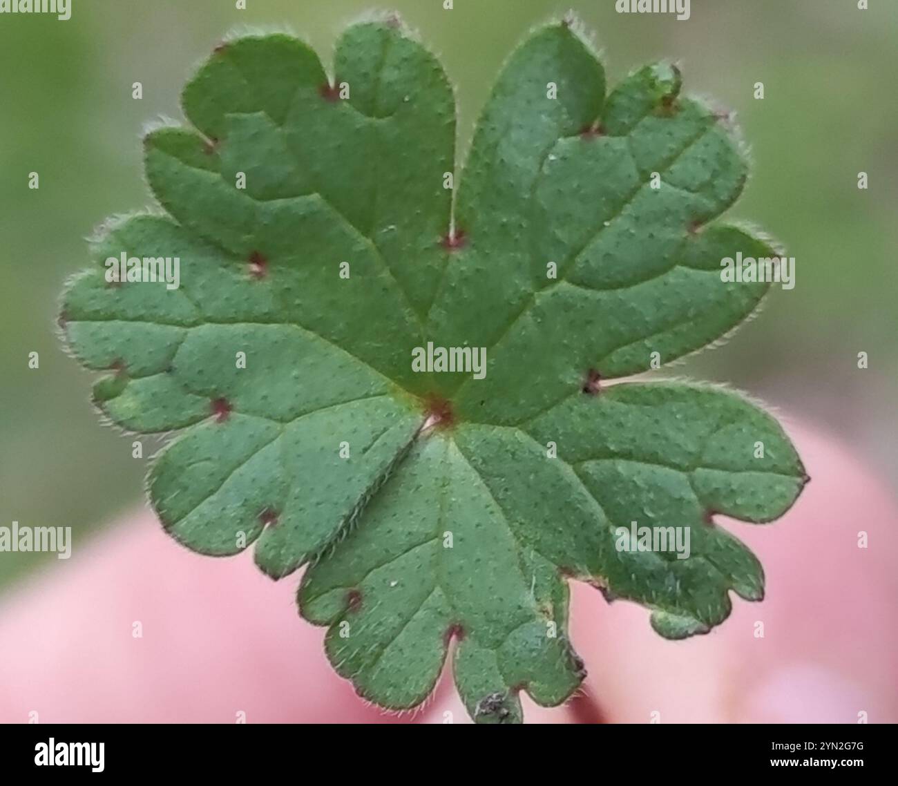 Round-leaved Crane's-bill (Geranium rotundifolium Stock Photo - Alamy