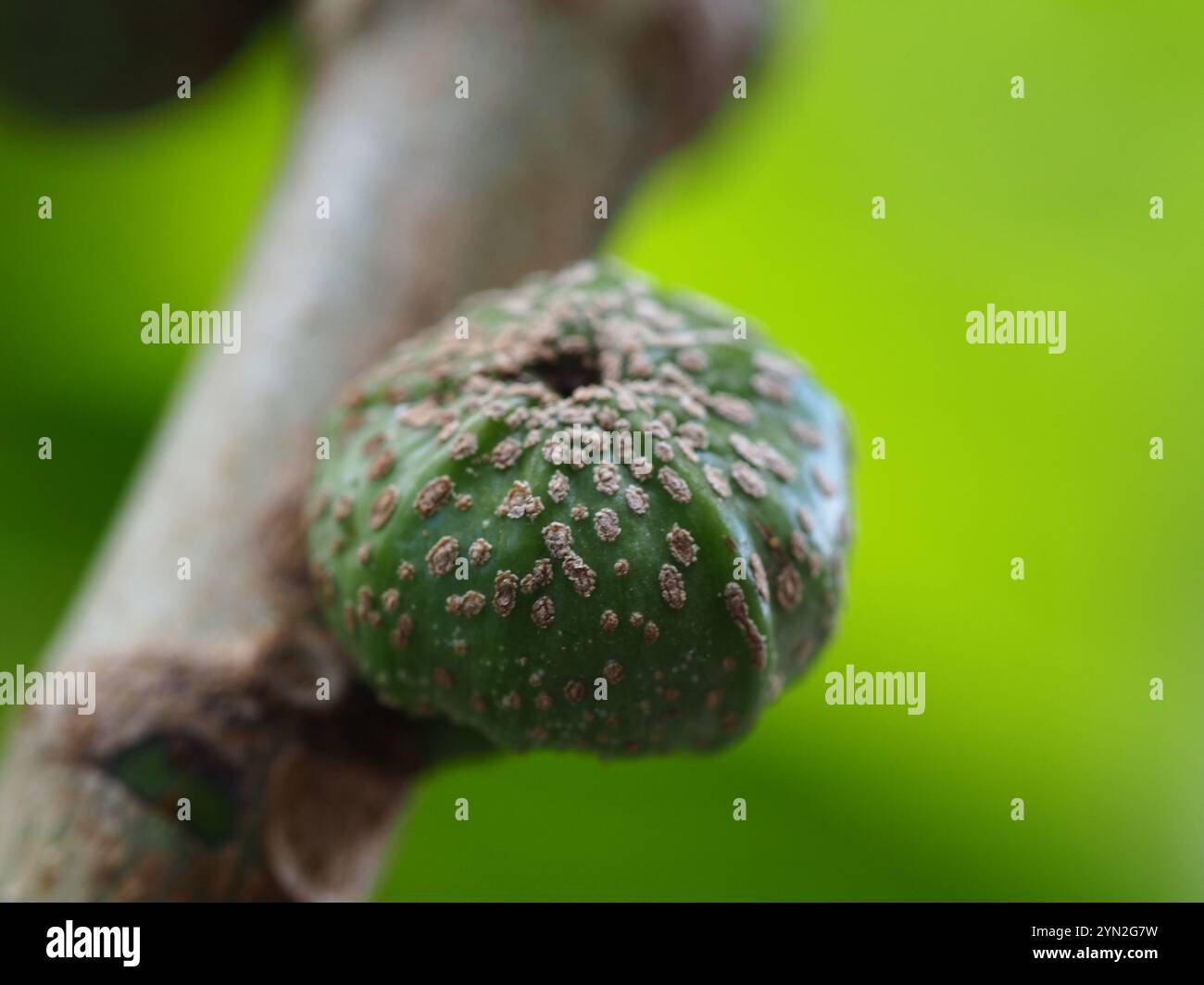 Hauili fig tree (Ficus septica Stock Photo - Alamy