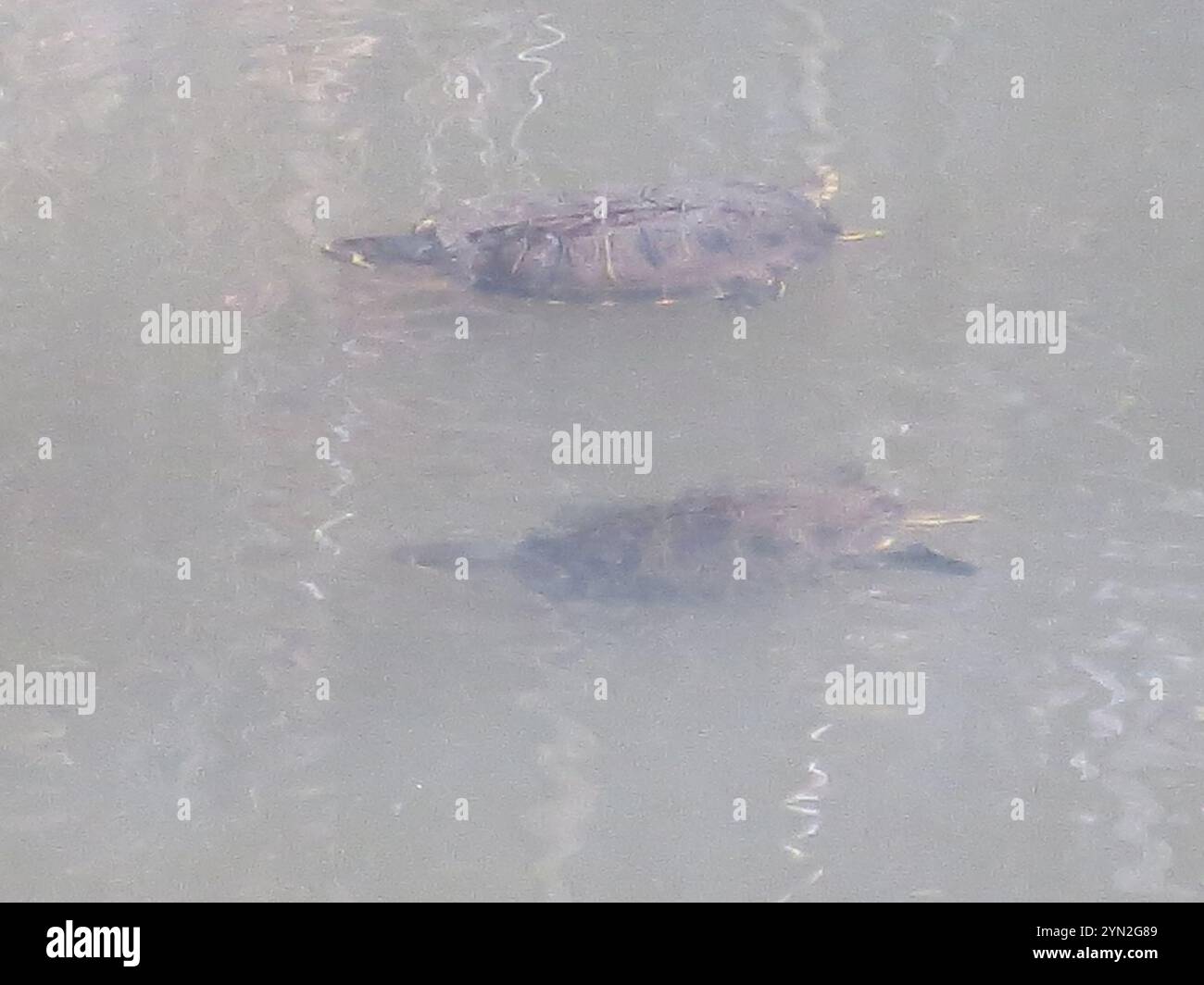 Pond Slider (Trachemys scripta Stock Photo - Alamy