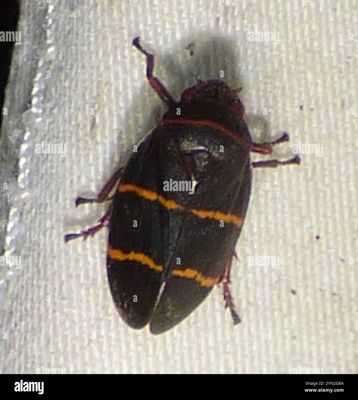 Two lined spittlebug prosapia bicincta hi-res stock photography and ...