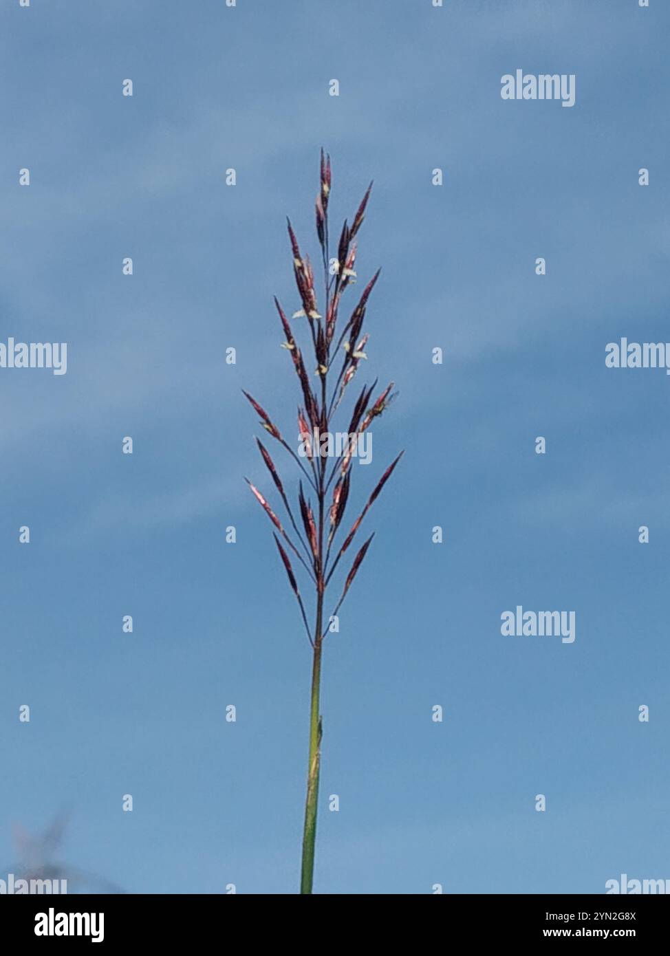 Chrysopogon aciculatus hi-res stock photography and images - Alamy