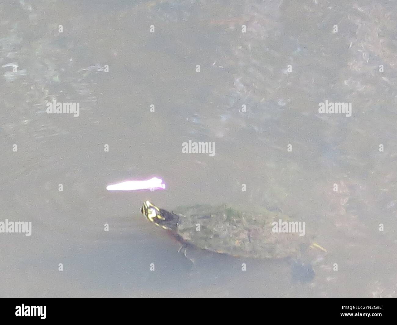 Pond Slider (Trachemys scripta Stock Photo - Alamy