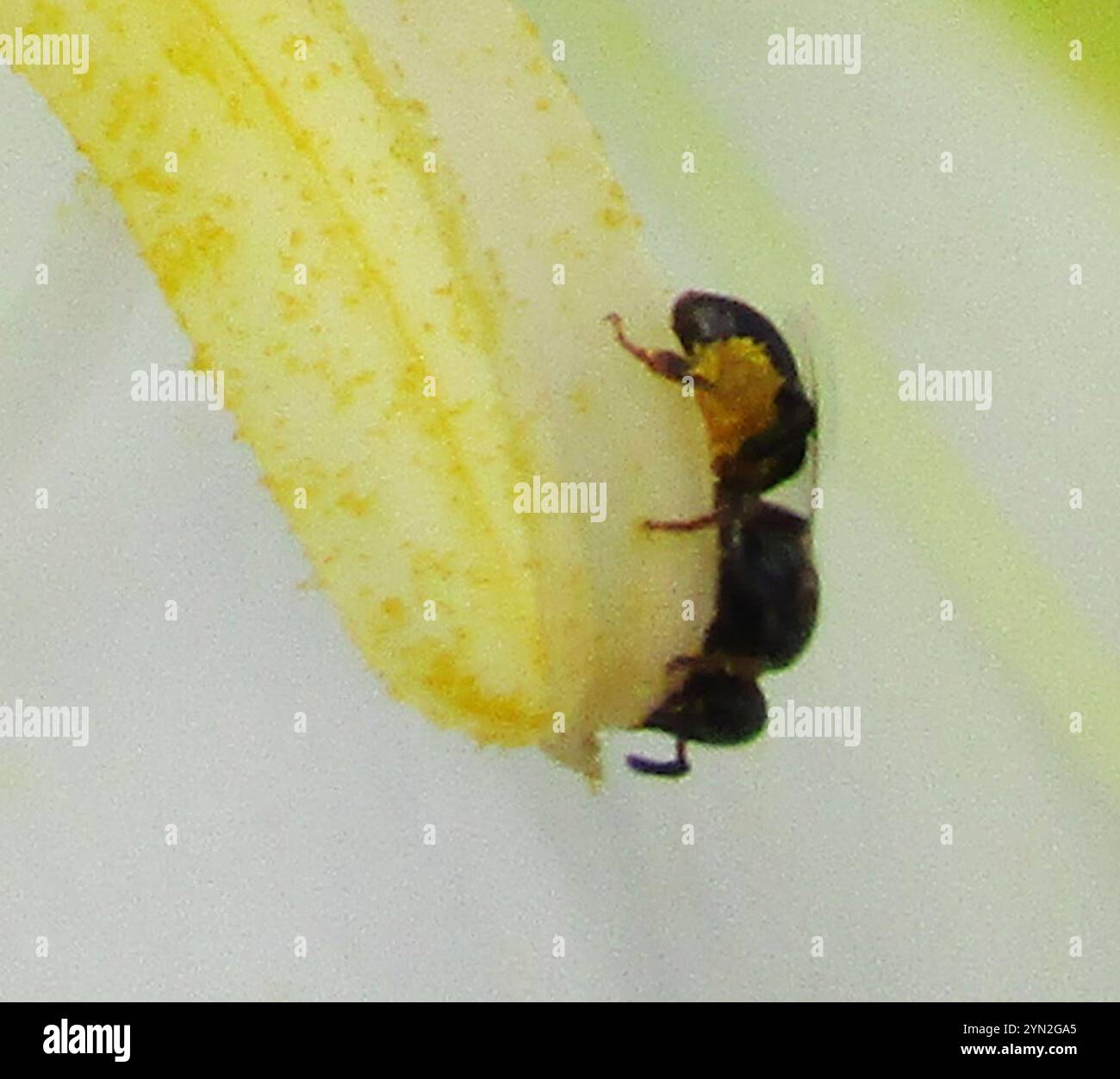 Stingless Bees (Meliponini Stock Photo - Alamy