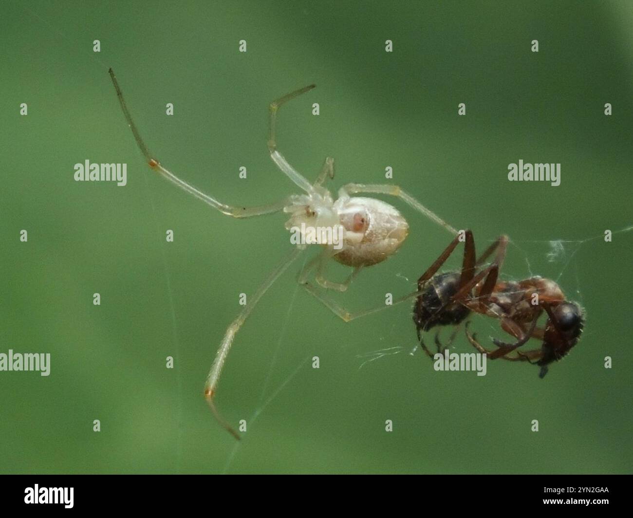Comb-footed Spiders (Theridiidae Stock Photo - Alamy