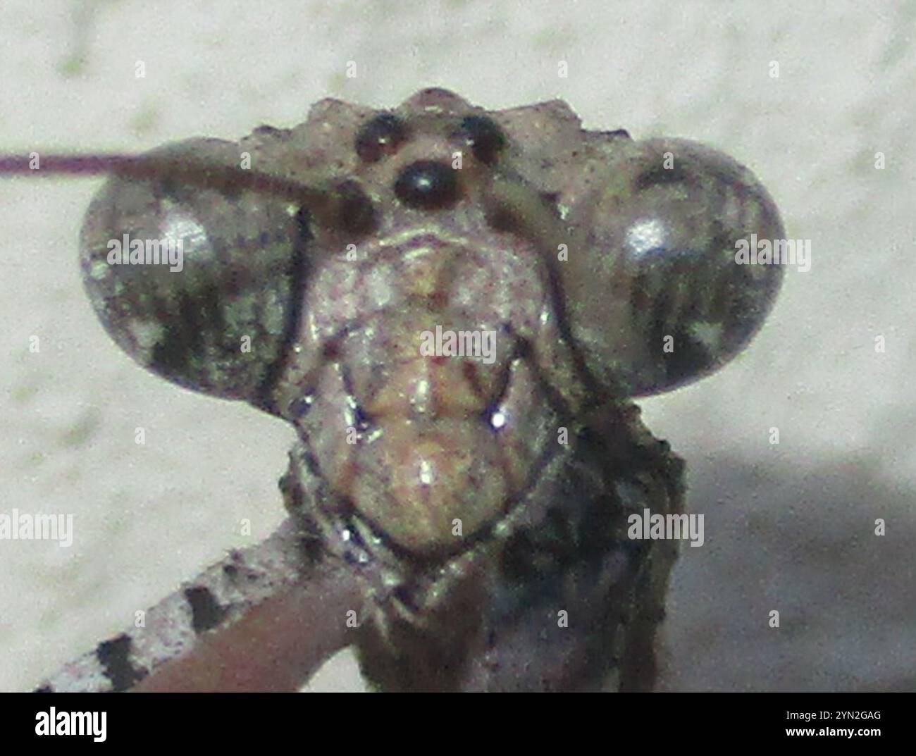 African stick mantis hi-res stock photography and images - Alamy