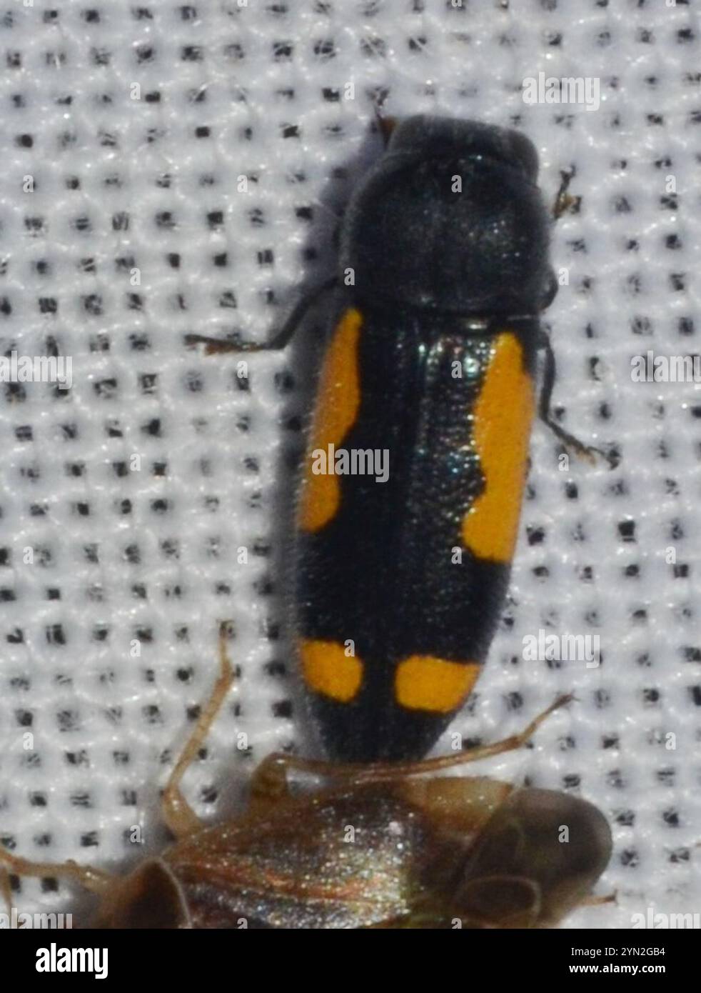 Redbud Borer (Ptosima gibbicollis Stock Photo - Alamy