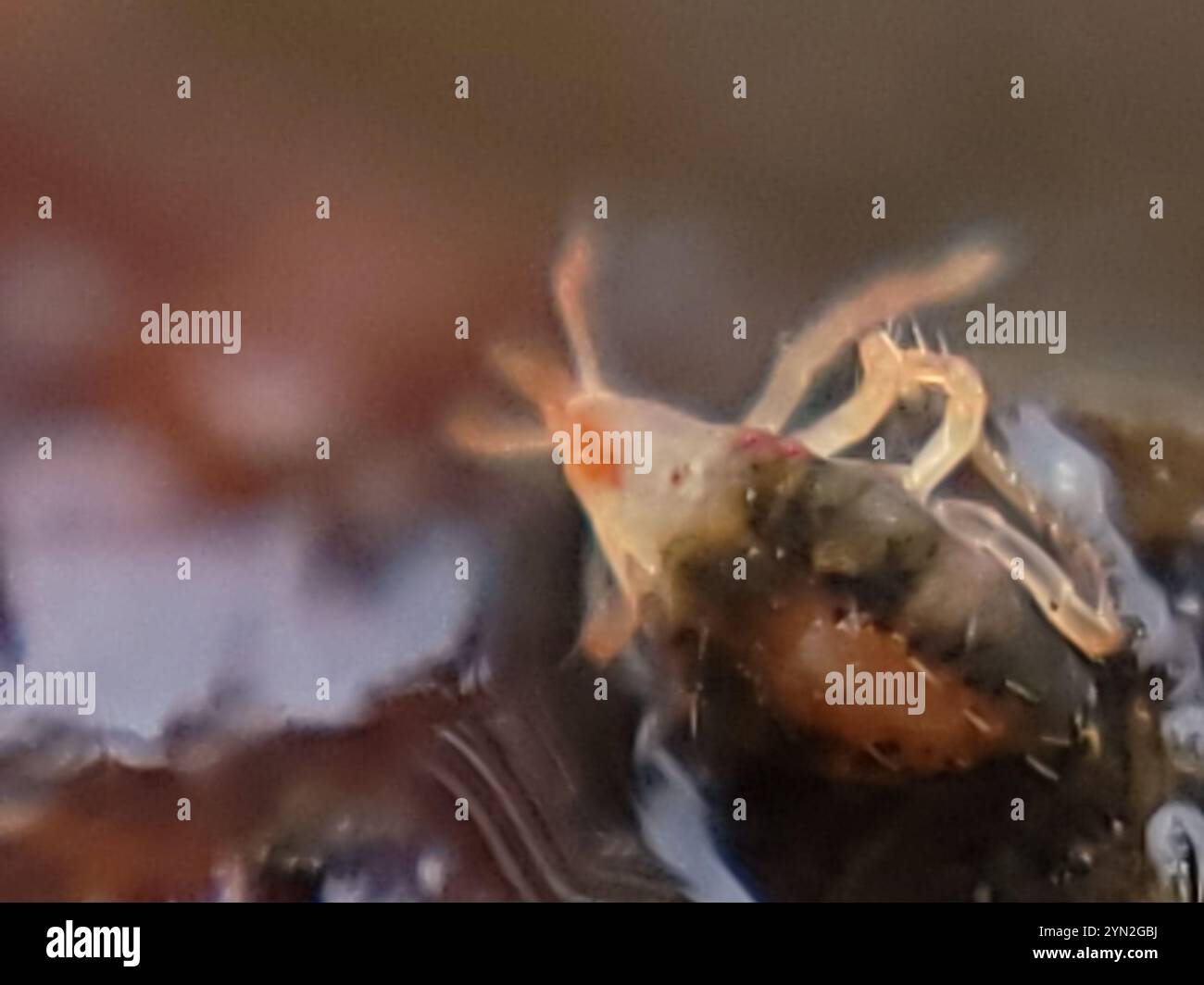 Snout mites hi-res stock photography and images - Alamy