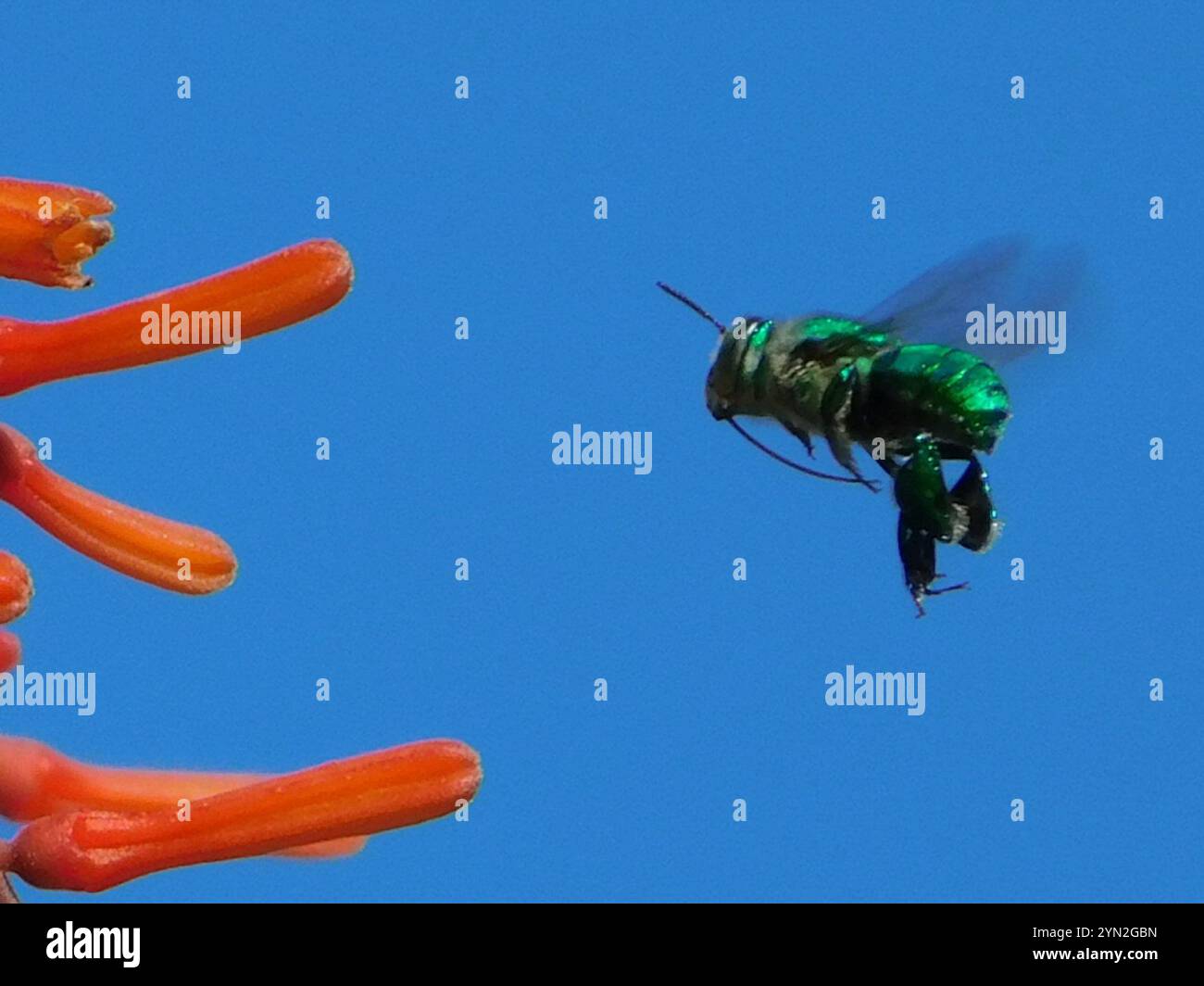 Dilemma Orchid Bee (Euglossa dilemma Stock Photo - Alamy