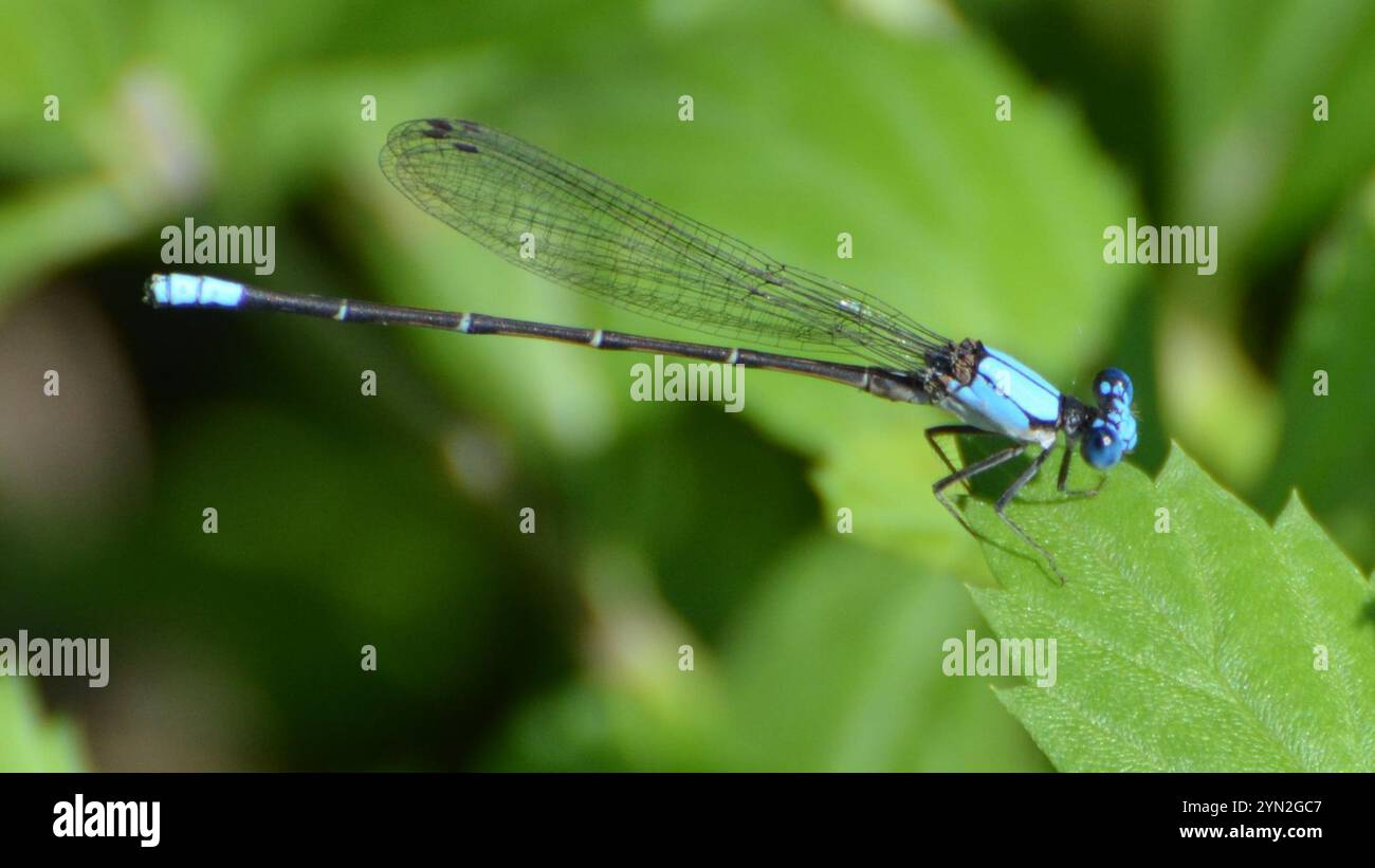 Blue-fronted Dancer (Argia apicalis Stock Photo - Alamy