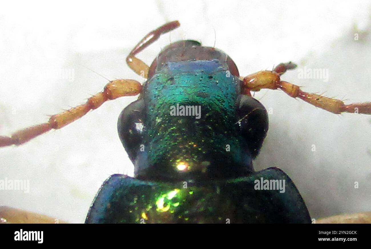 Vivid Metallic Ground Beetles (Chlaenius Stock Photo - Alamy