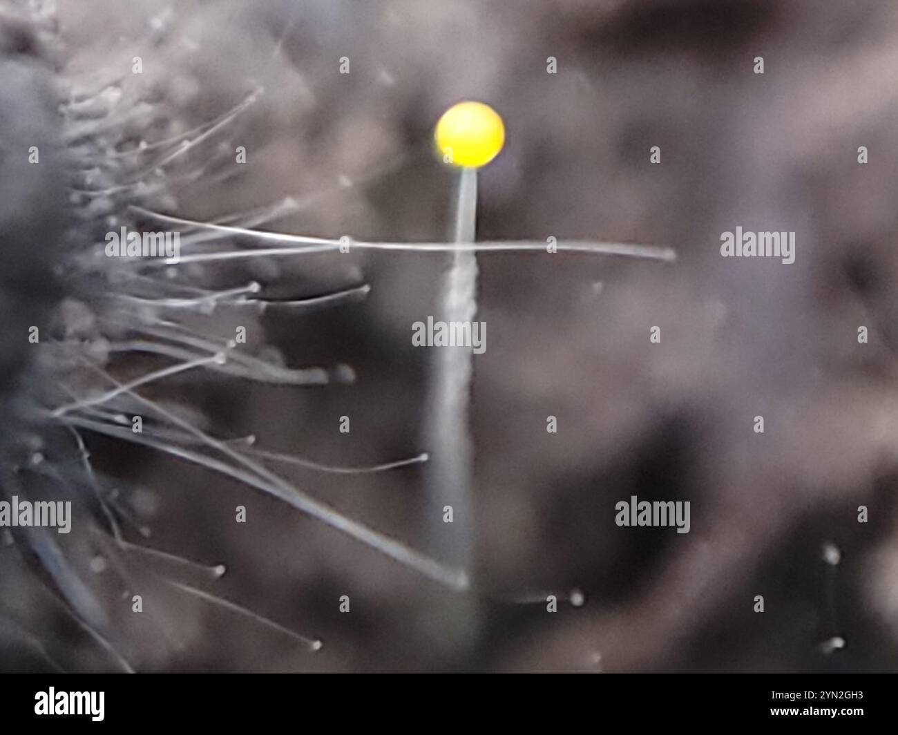 Phycomyces hi-res stock photography and images - Alamy