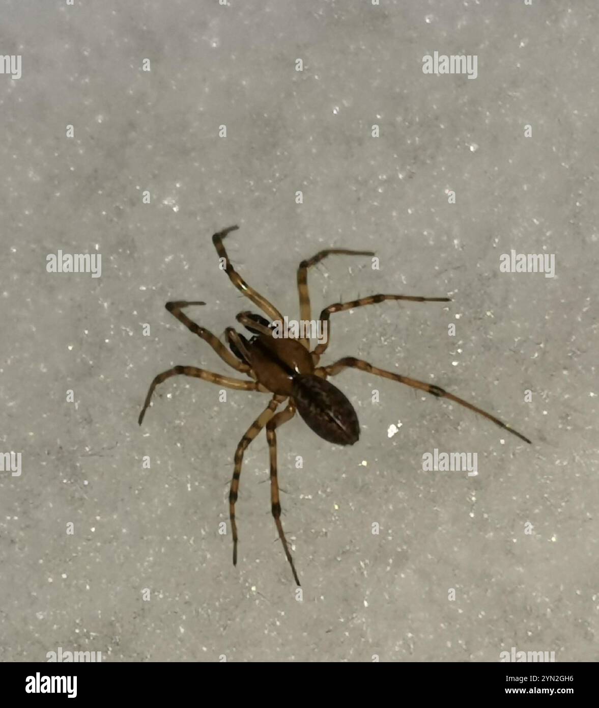 Horse-Head Spider (Stemonyphantes lineatus Stock Photo - Alamy