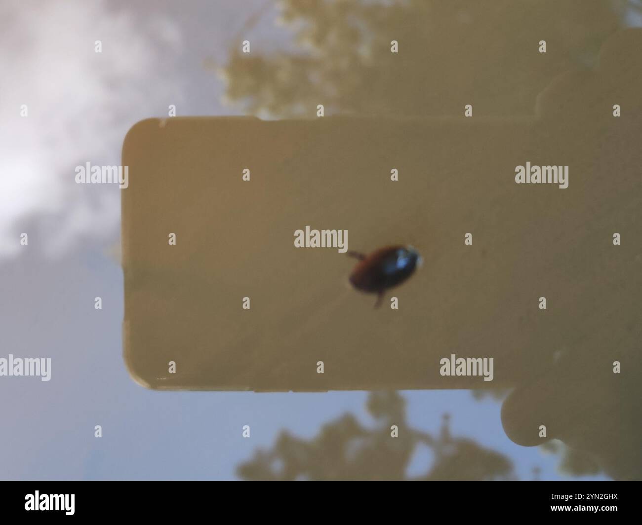 Cosmopolitan Diving Beetle (Rhantus suturalis Stock Photo - Alamy