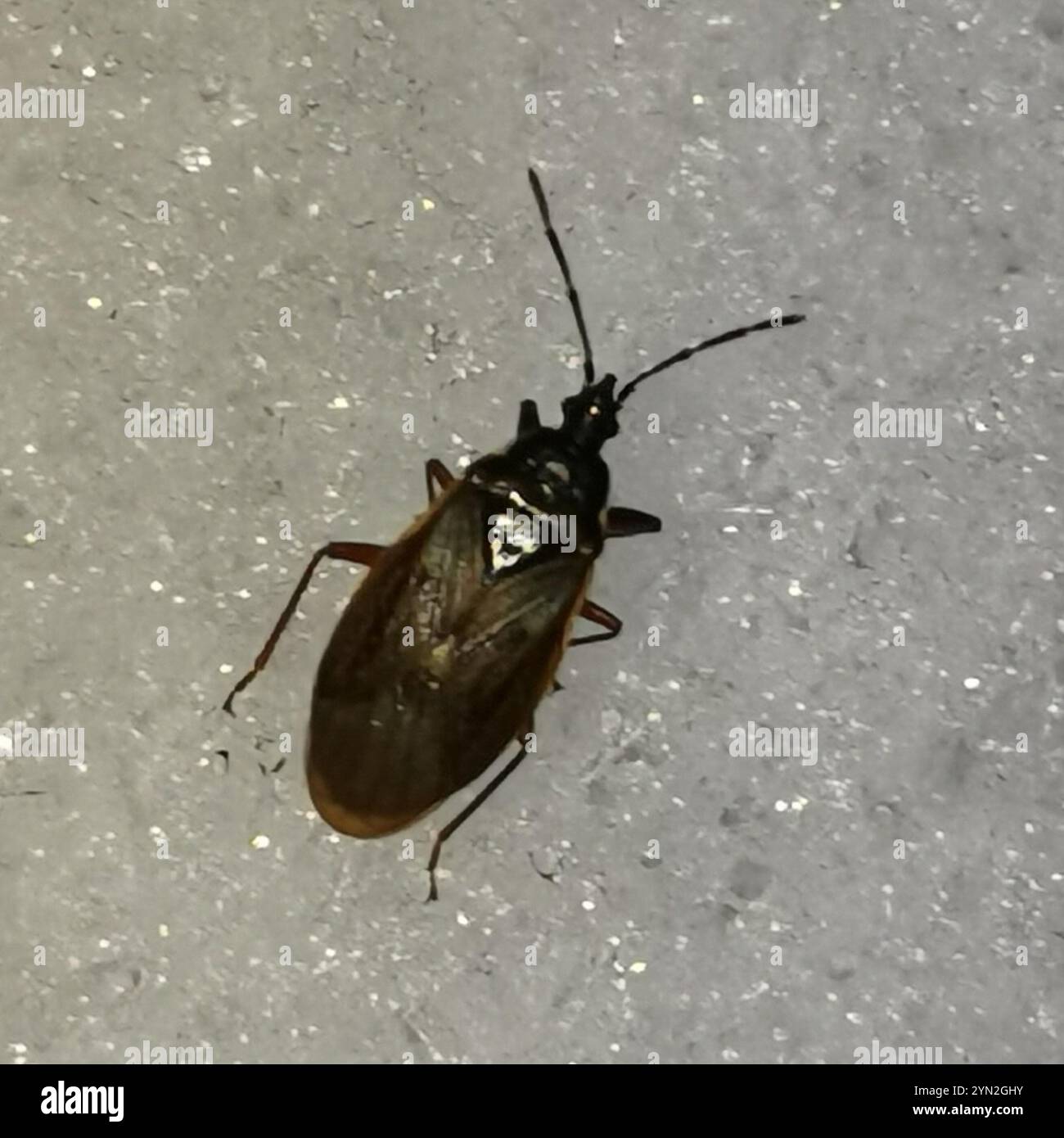Spruce Cone Bug (Gastrodes abietum Stock Photo - Alamy